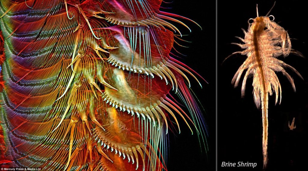 Miracles of Allah: His Creation in Close Up (Macro) - Muslim Ink