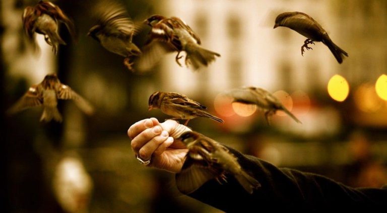 In Allah We Trust: What Tawakkul Really Means - Muslim Ink