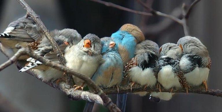 How Some Birds & Animals Sleep - Muslim Ink