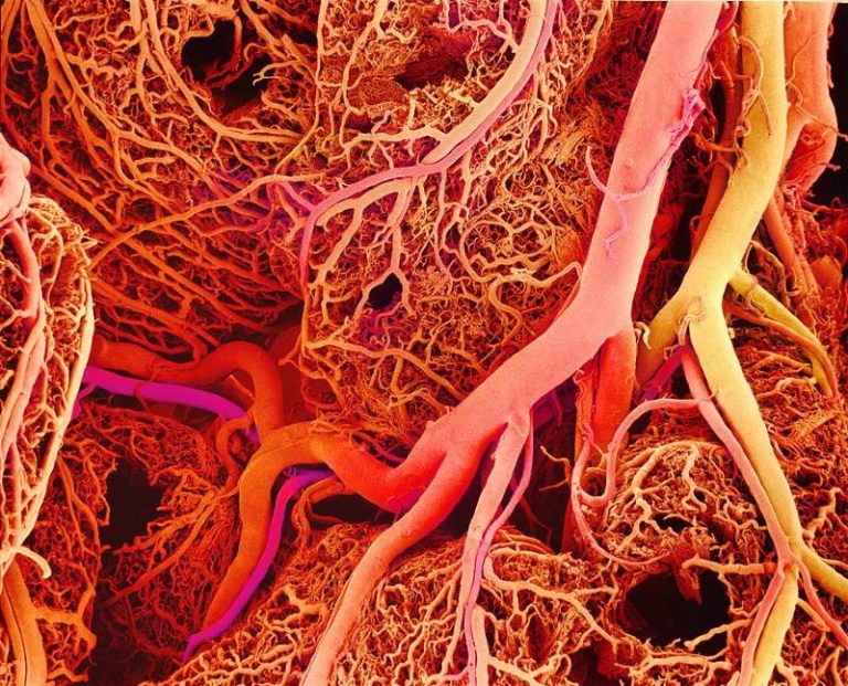 Our Amazing Blood Vessels Are 160,000 Kms Long - Muslim Ink